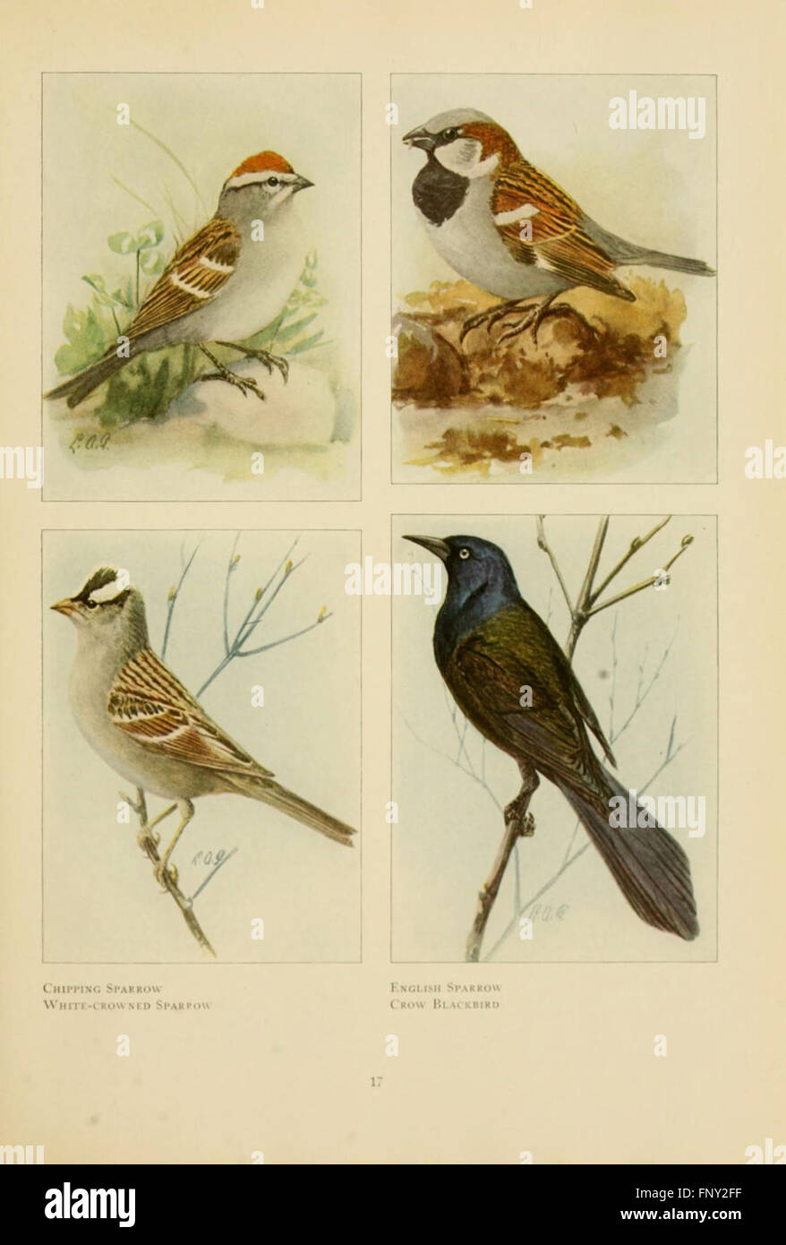 Page 17 of 'The Book of Birds' features illustrations and descriptions ...