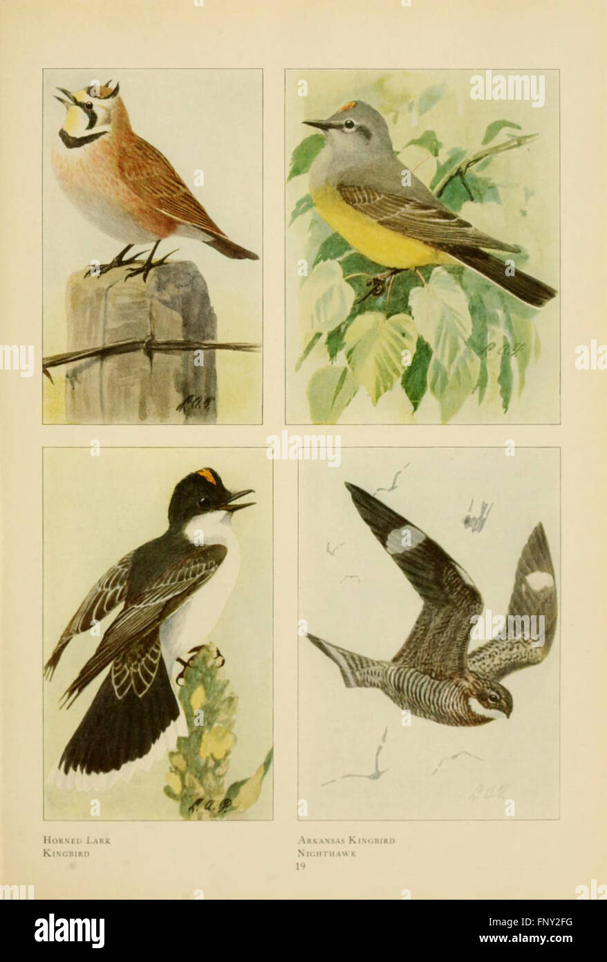 This page from The Book of Birds features illustrations and ...