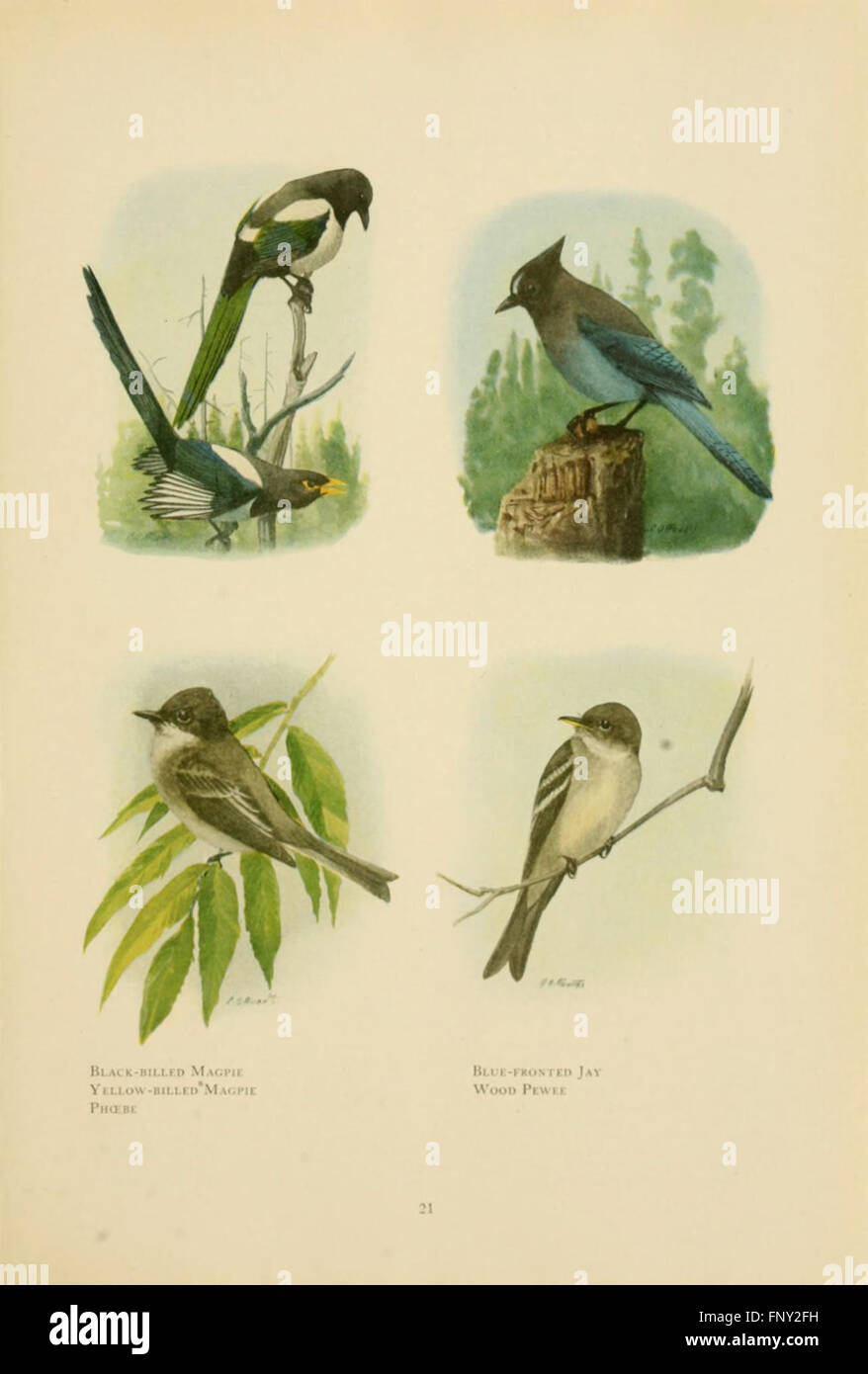'The Book of Birds' presents various species, their habitats, and ...