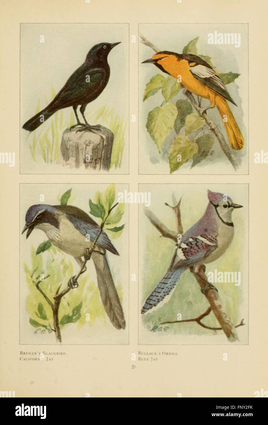 Page 25 of The Book of Birds features illustrations and descriptions of ...