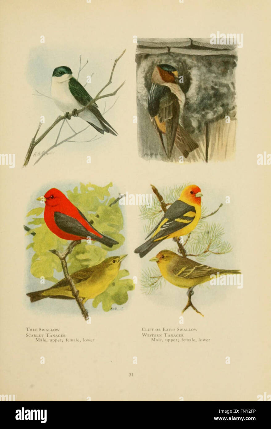 'The Book of Birds' provides detailed information on bird species ...