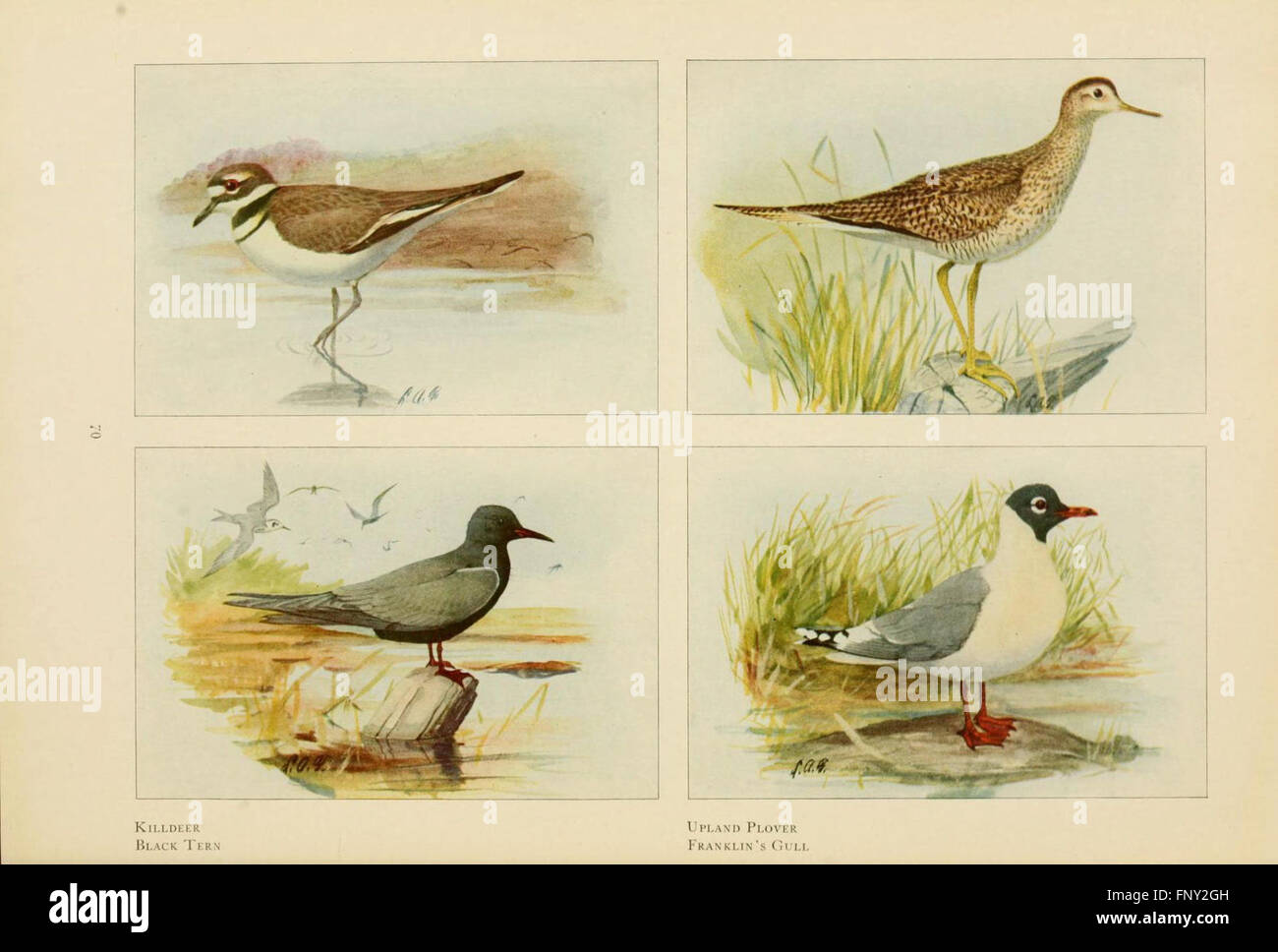 Page 70 of The Book of Birds, offering detailed descriptions of various ...