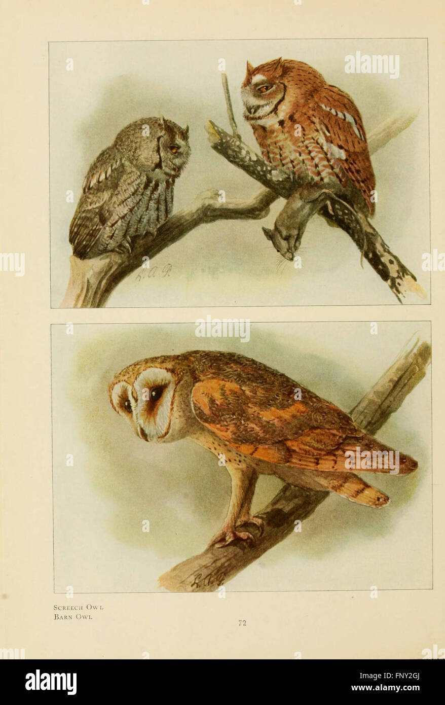 Page 72 of 'The Book of Birds' features detailed descriptions and ...