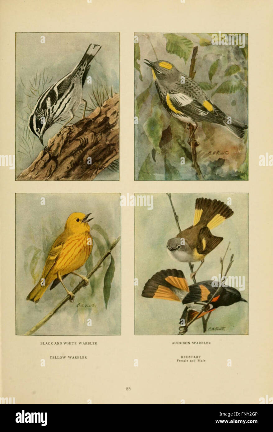 'The Book of Birds' (Page 85) focuses on bird species, providing ...