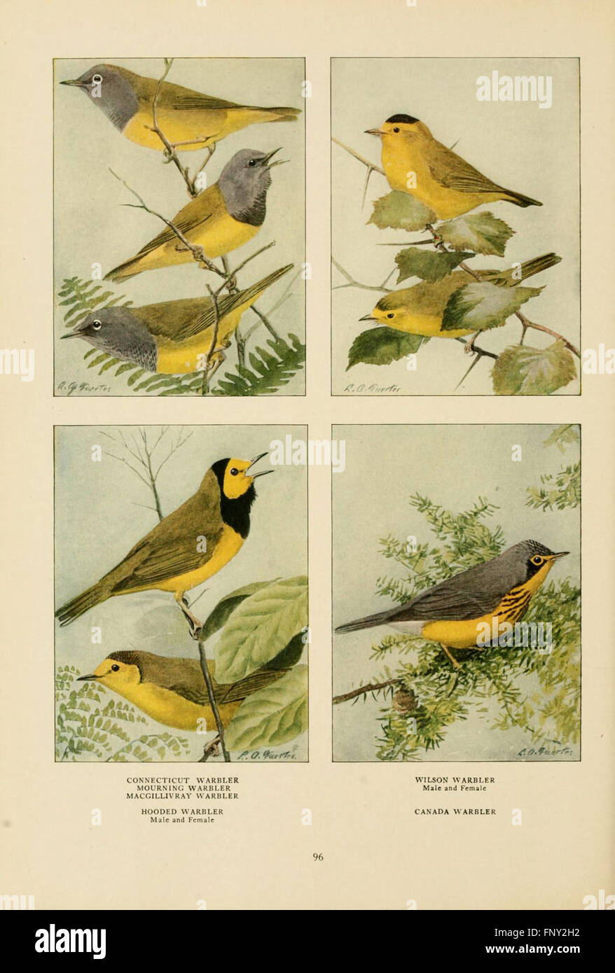 This book offers detailed descriptions and illustrations of various ...