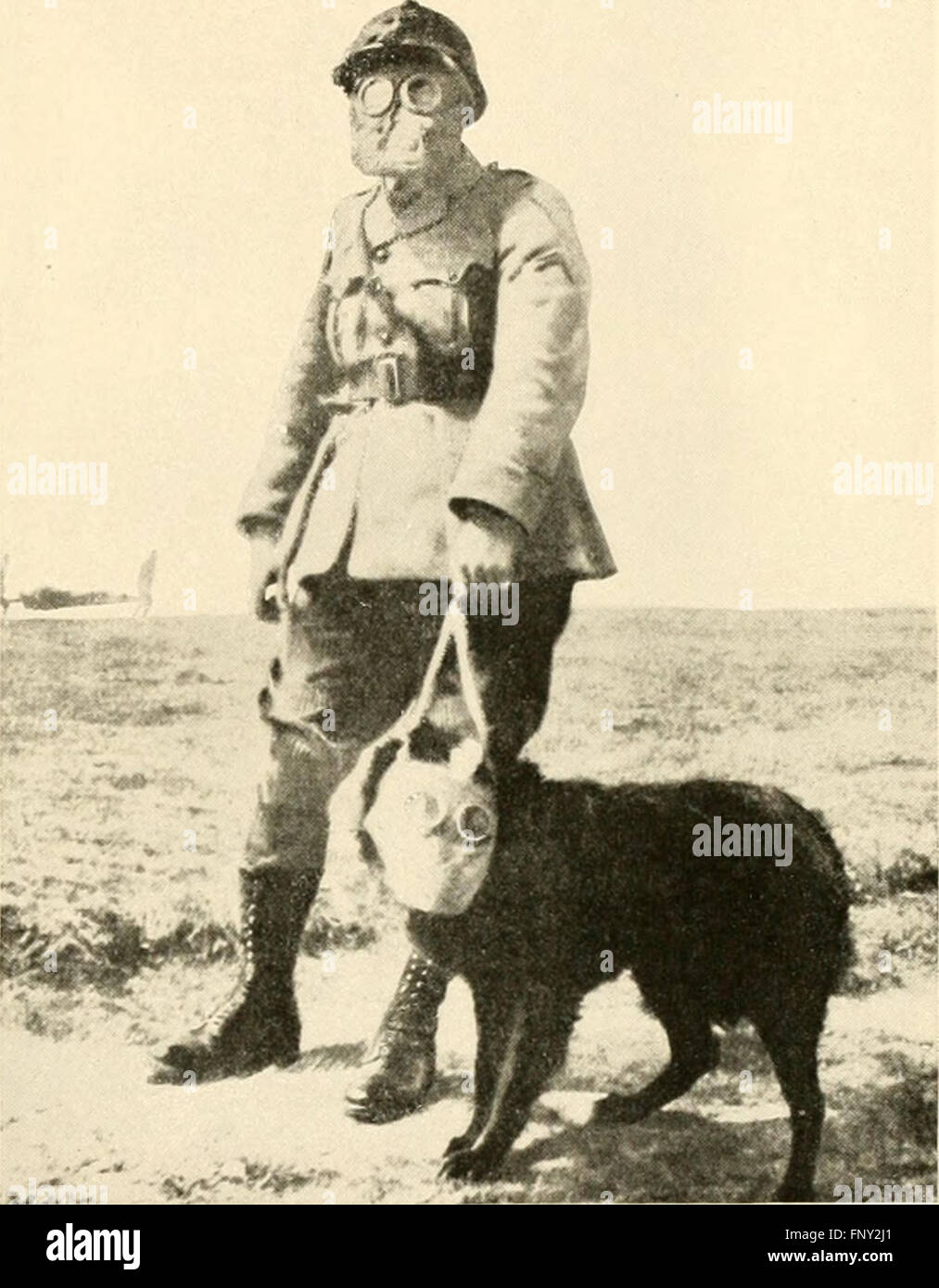 This 1919 book provides a detailed exploration of dogs, focusing on ...