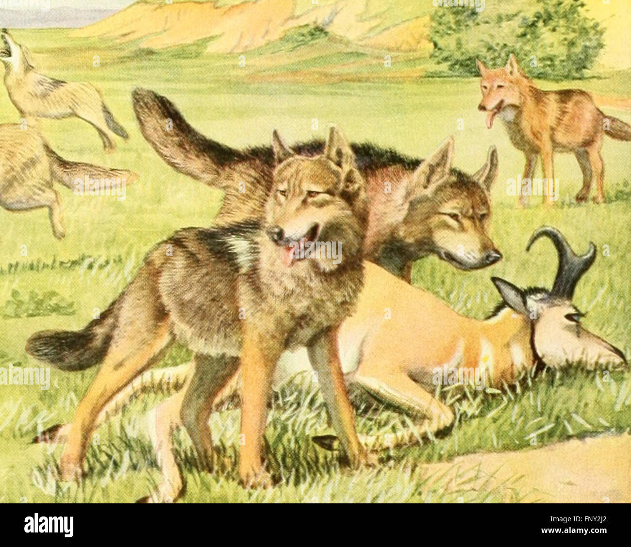 This 1919 work offers an in-depth exploration of the dog, covering its ...