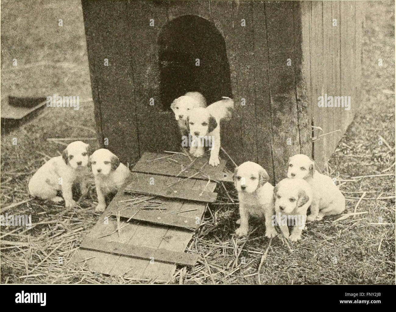 This 1919 book provides an in-depth exploration of dogs, focusing on ...