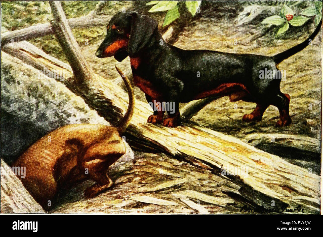 'The Book of Dogs' (1919) offers an in-depth study of dogs, focusing on ...