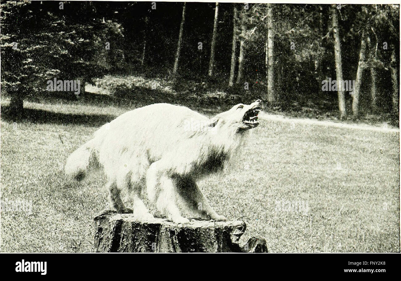 This 1919 work is a comprehensive study of dogs, examining their ...