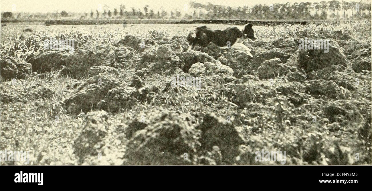 'The Book of Dogs' (1919) offers an in-depth look at the history ...