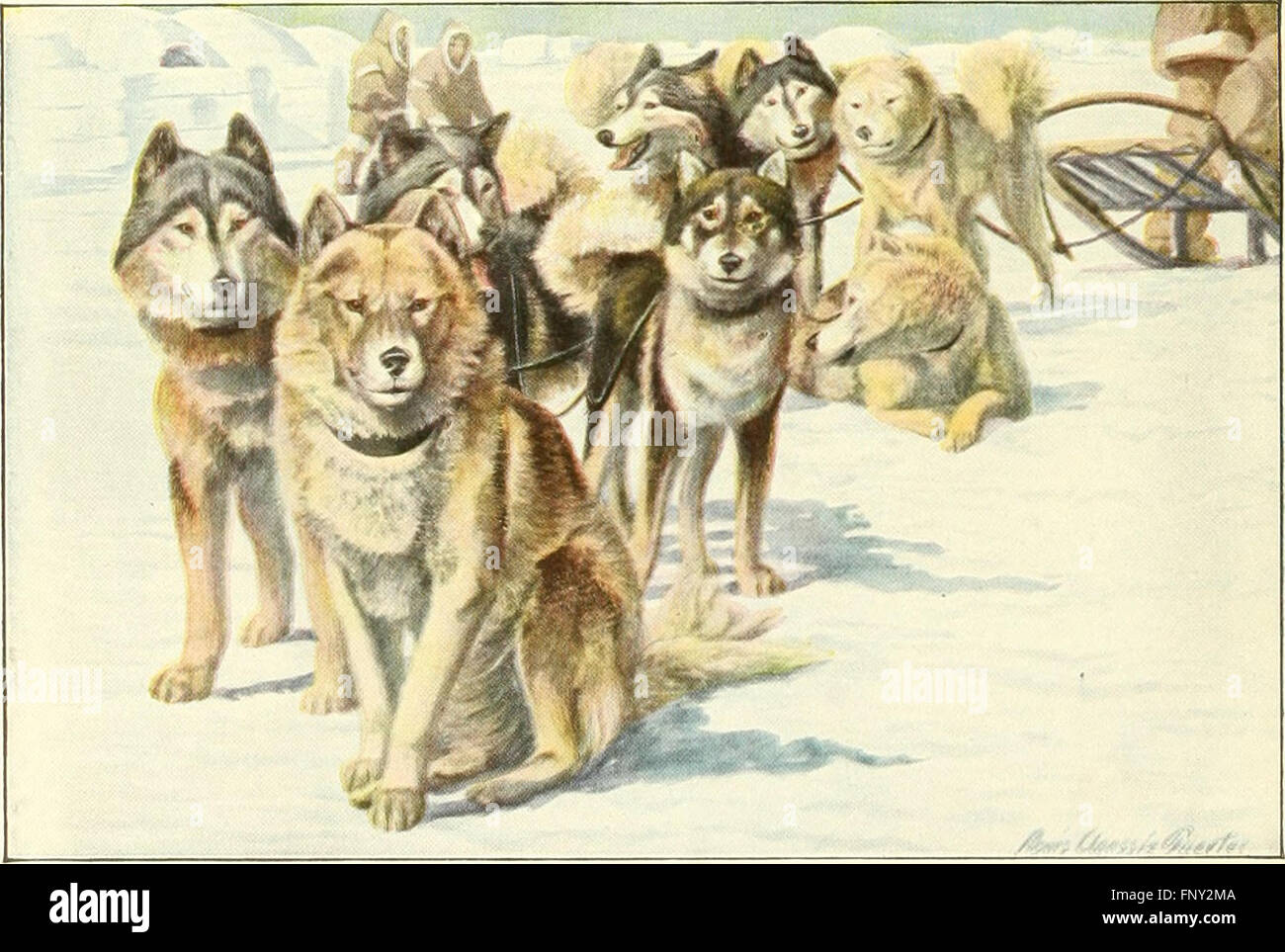 This 1919 book offers a comprehensive study of dogs, examining their ...