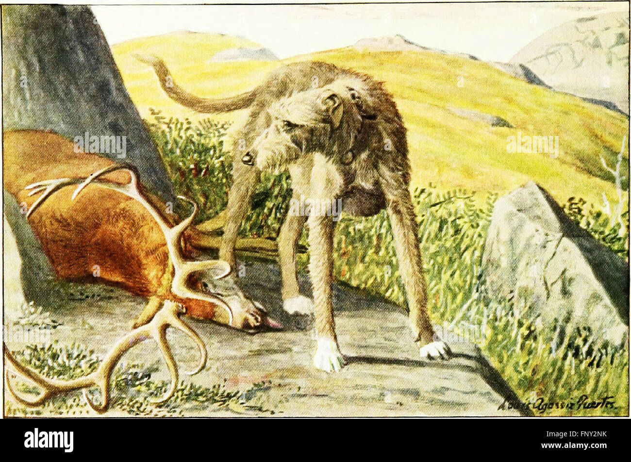 This 1919 book provides a comprehensive study of dogs, focusing on ...