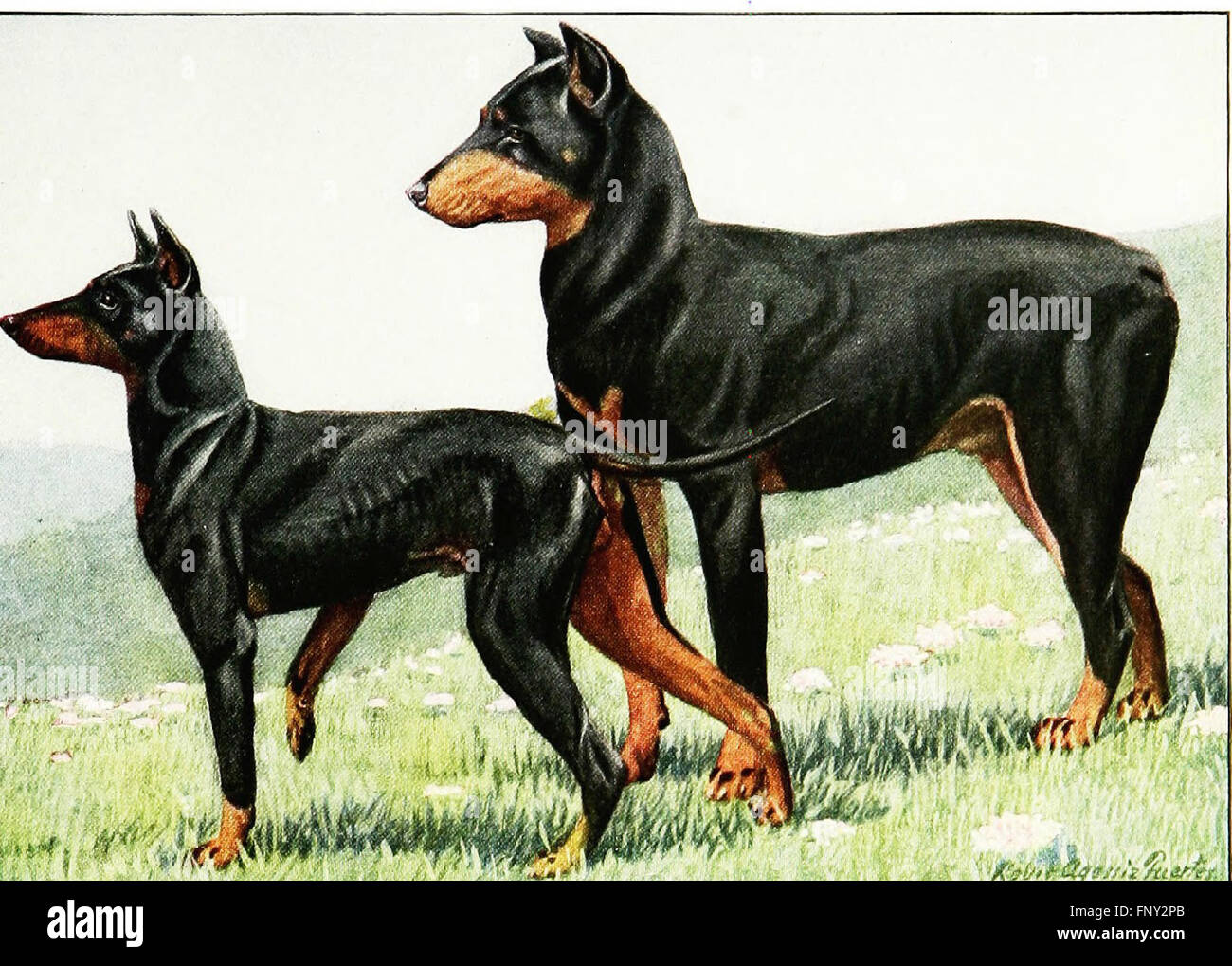 This book offers a detailed exploration of dogs, their characteristics ...