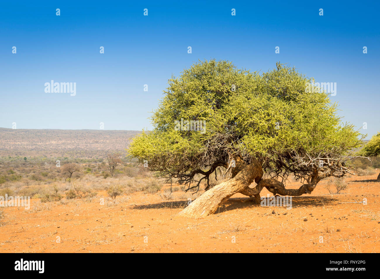 Classic tree hi-res stock photography and images - Alamy