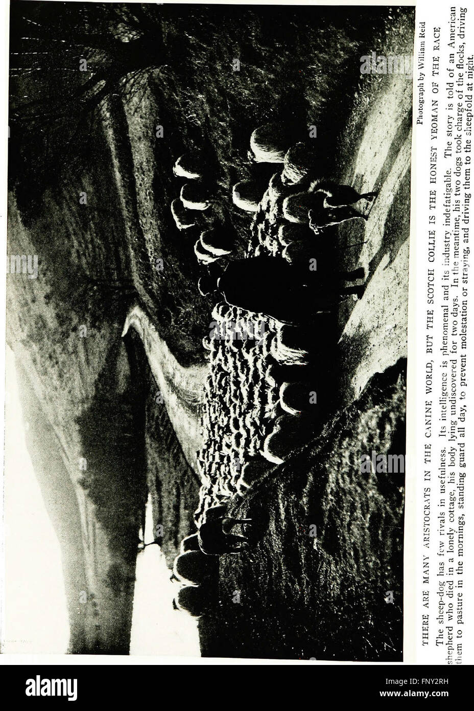 'The Book of Dogs' (1919) provides a detailed exploration of various ...