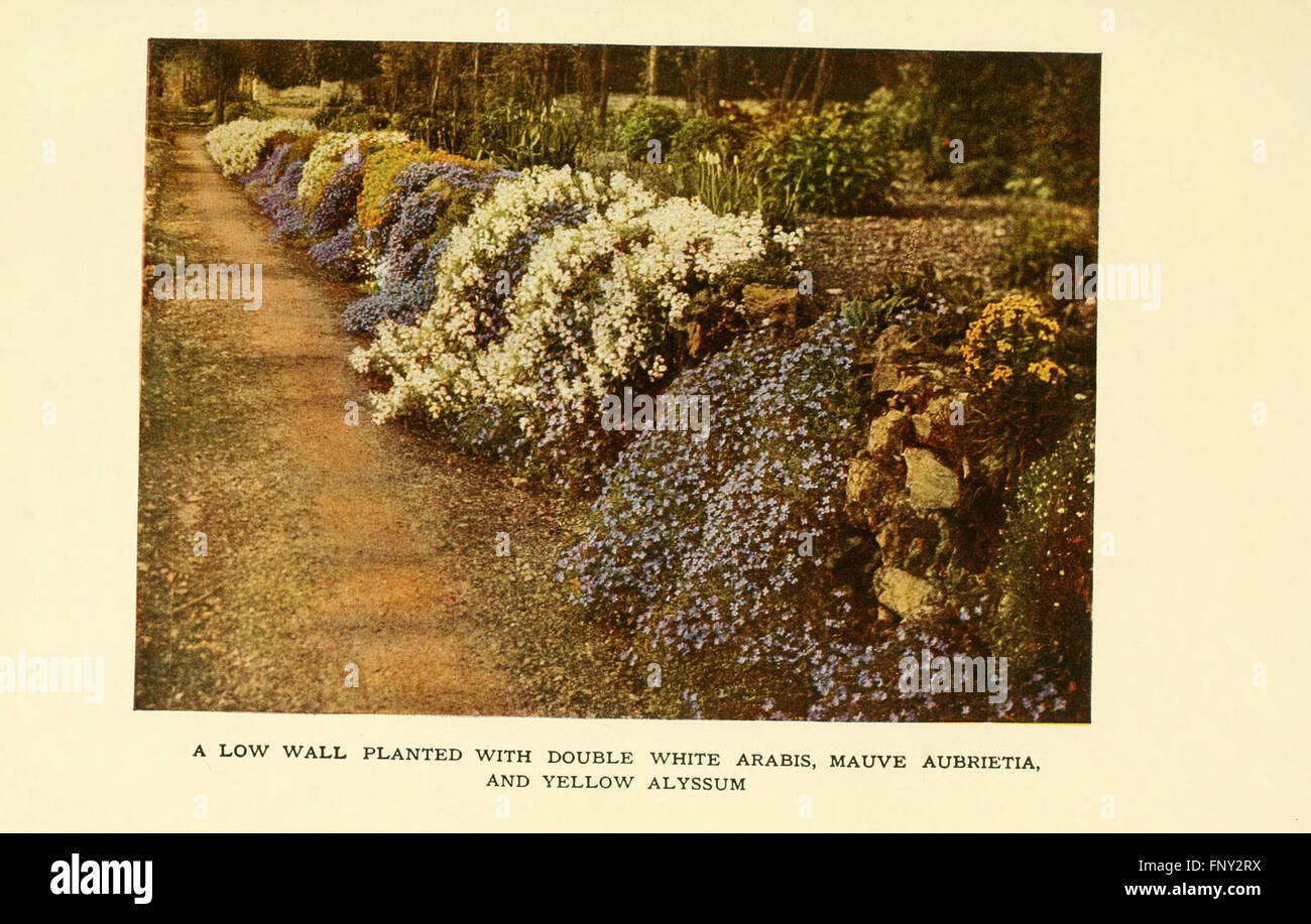 Plate 15 from 'The Book of Hardy Flowers' displays a variety of ...