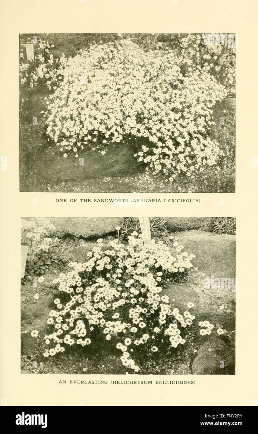 This plate from 'The Book of Hardy Flowers' illustrates a selection of ...