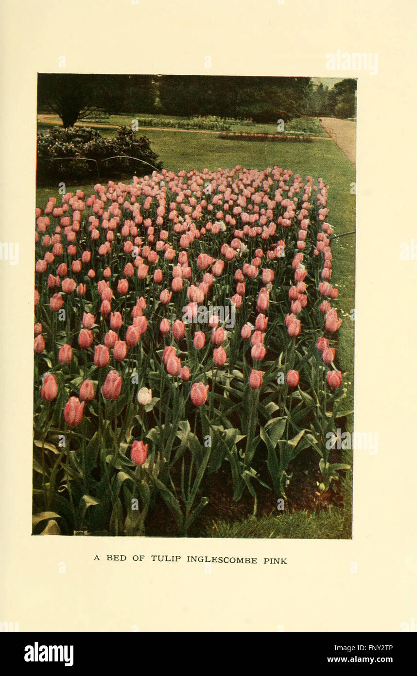 This plate from 'The Book of Hardy Flowers' displays various hardy ...