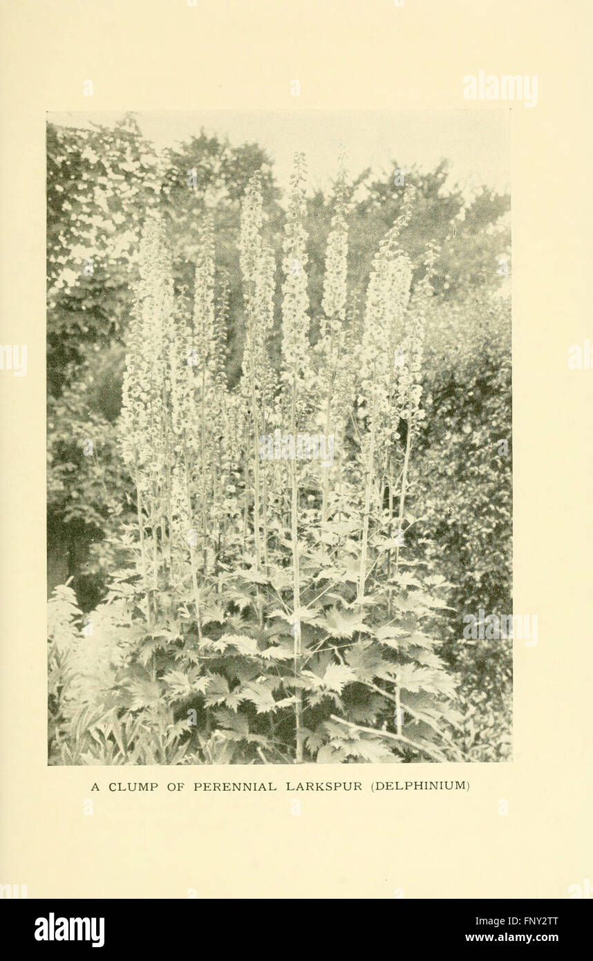 The Book of Hardy Flowers (Plate 35) is a guide to growing and ...