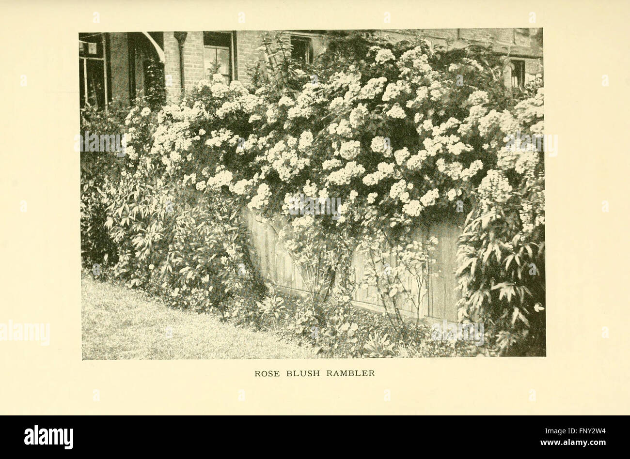 Plate 41 from 'The Book of Hardy Flowers' features a selection of ...