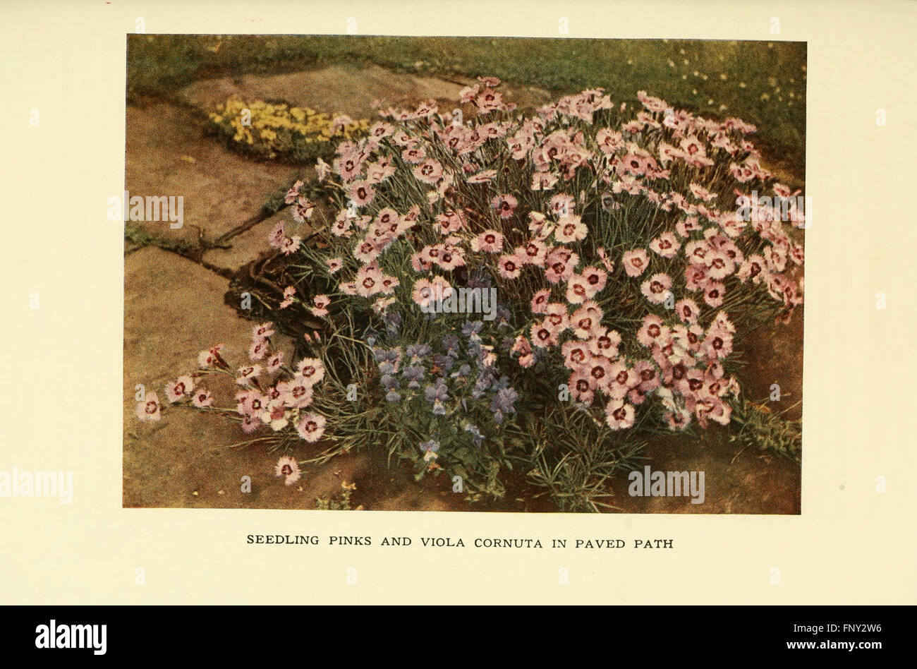 'The Book of Hardy Flowers' provides information on a variety of ...