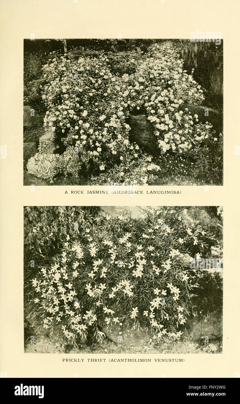 Plate 5 from 'The Book of Hardy Flowers' presents detailed ...