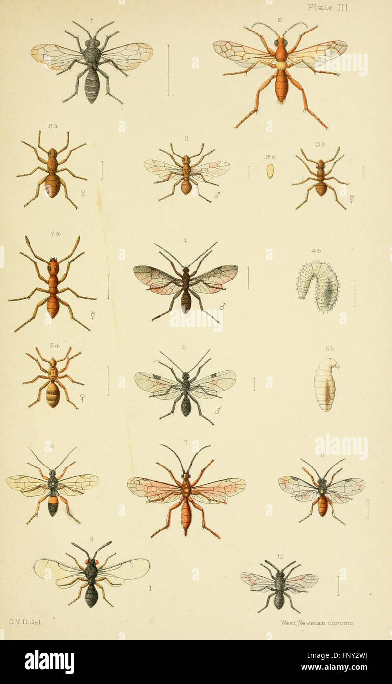 'An Elementary Manual of New Zealand Entomology' (Plate III) explores ...