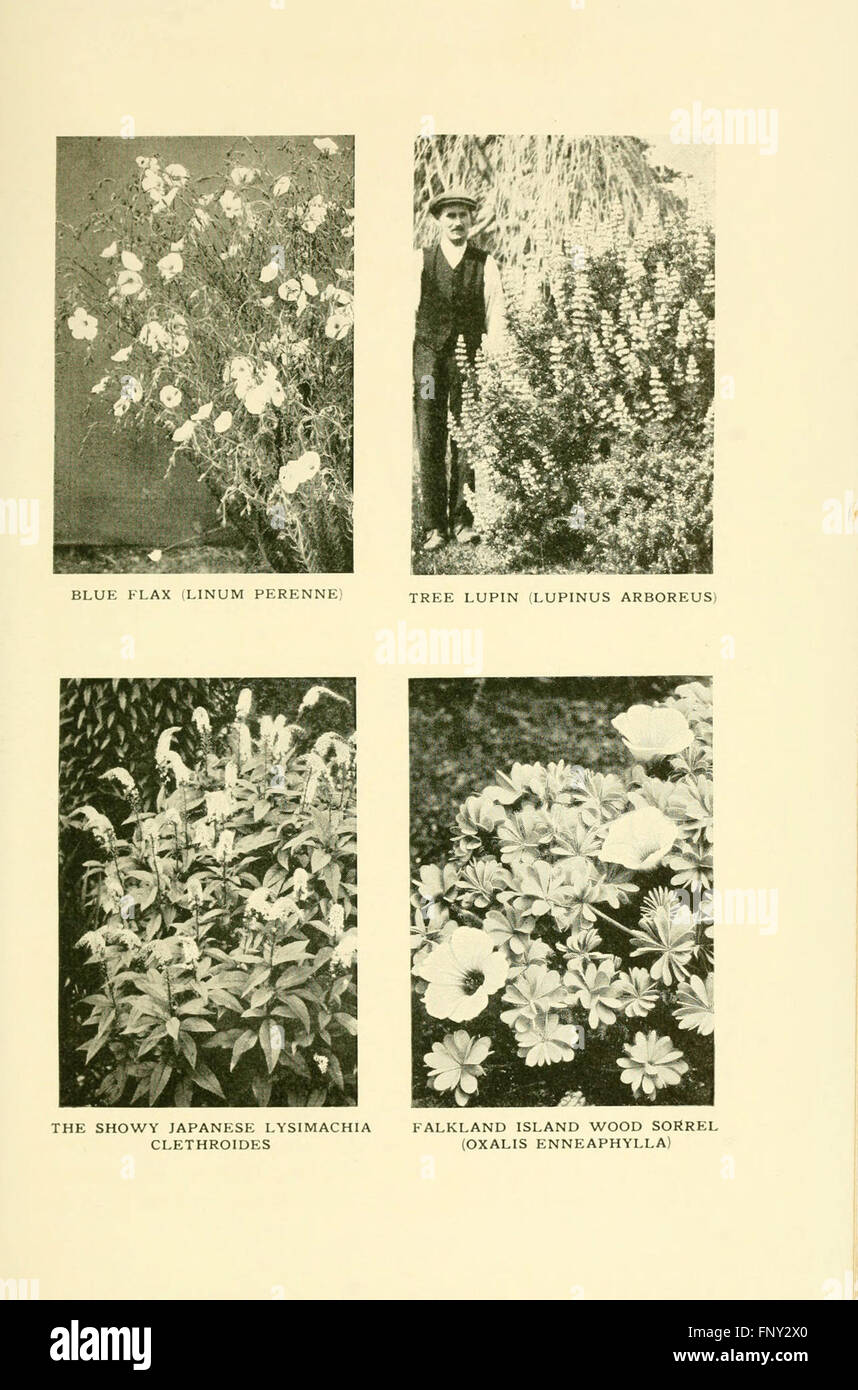 Plate 58 of The Book of Hardy Flowers presents various species of hardy ...