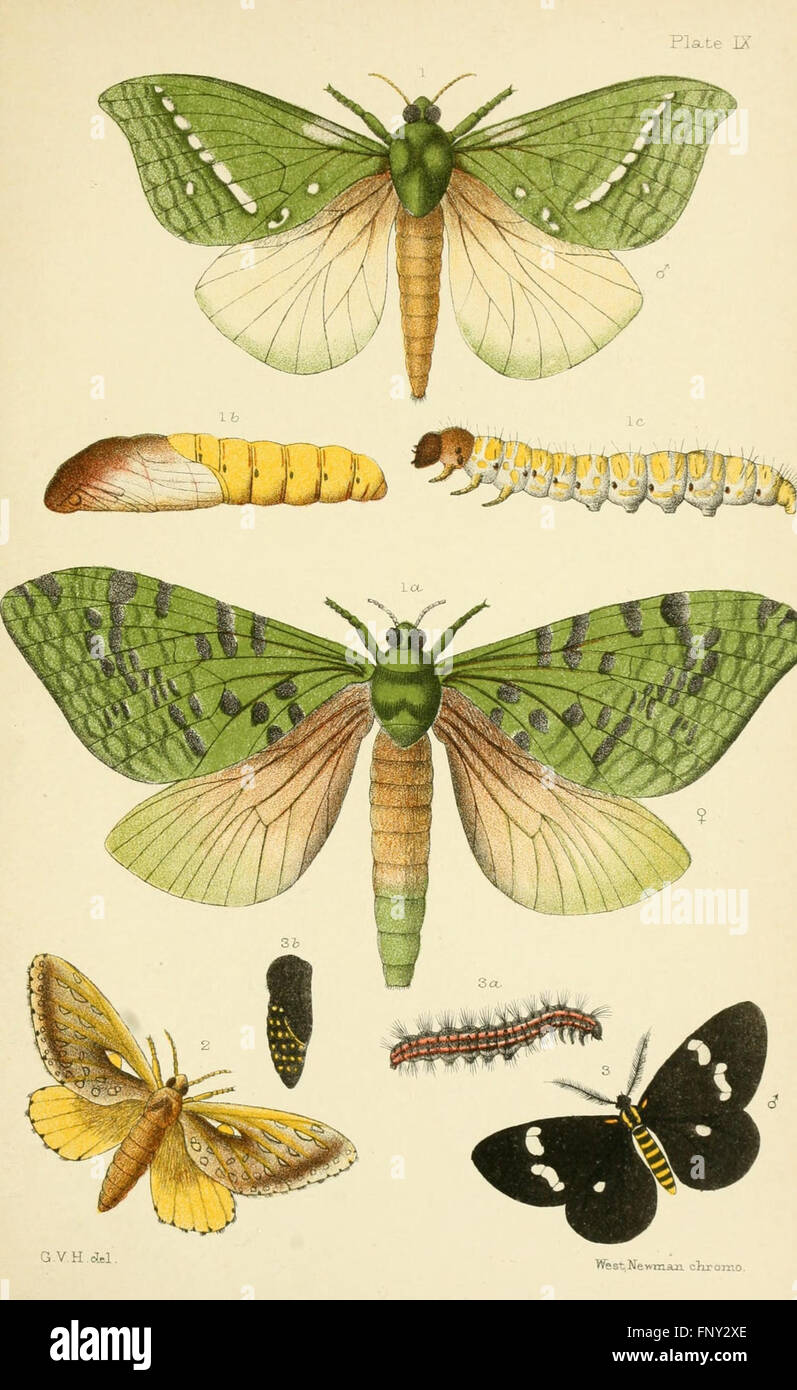 This manual, focused on New Zealand entomology, provides a ...
