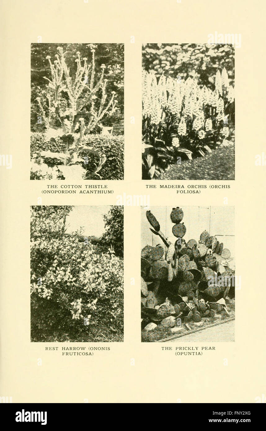 Plate 70 of 'The Book of Hardy Flowers' provides a detailed depiction ...