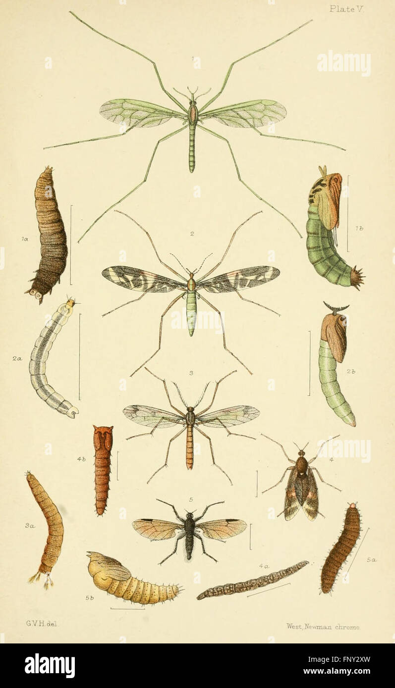 This manual on New Zealand entomology presents foundational knowledge ...