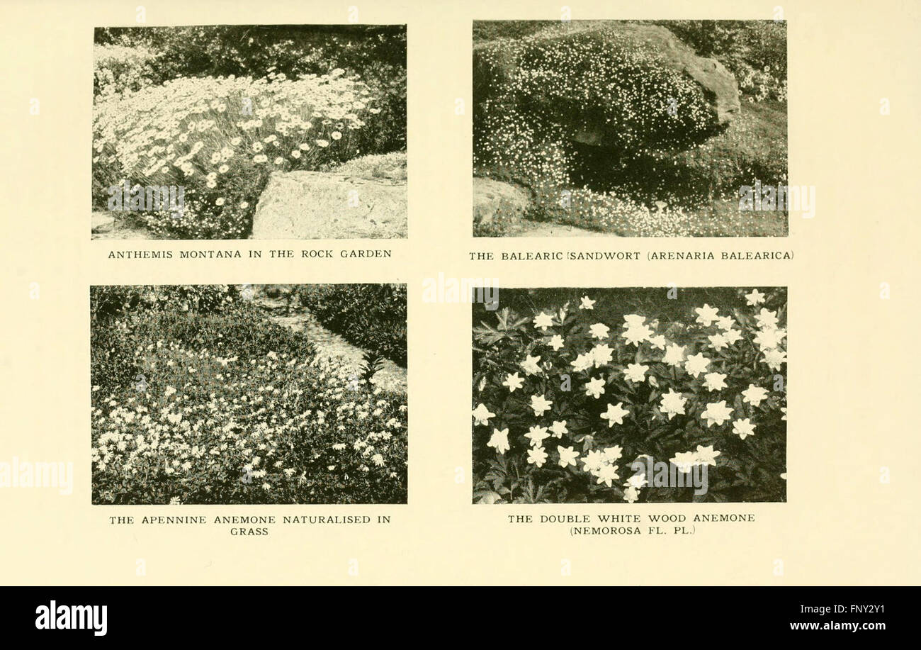 This plate from 'The Book of Hardy Flowers' showcases various hardy ...