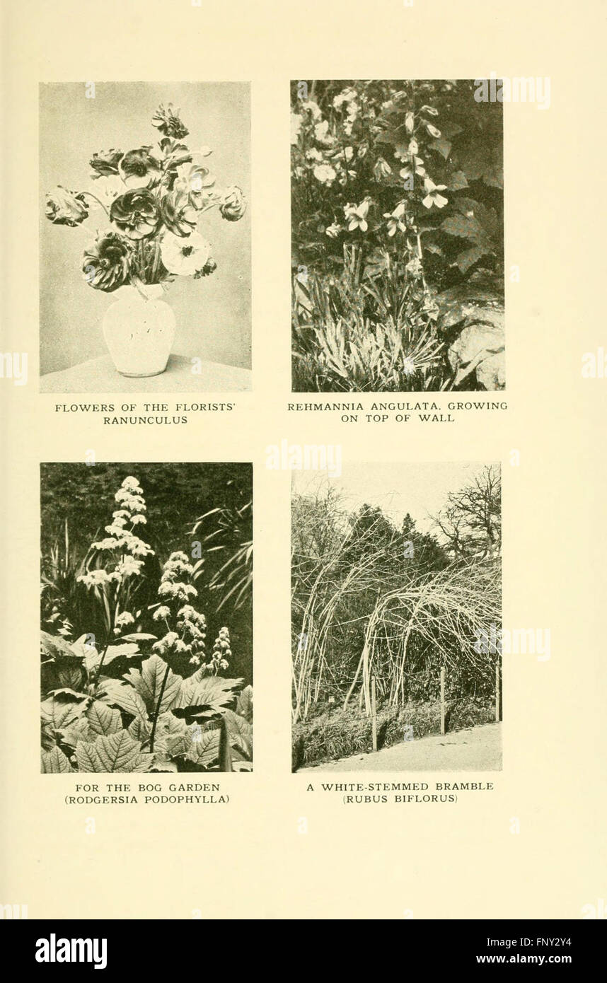 'The Book of Hardy Flowers' provides a detailed study of resilient ...