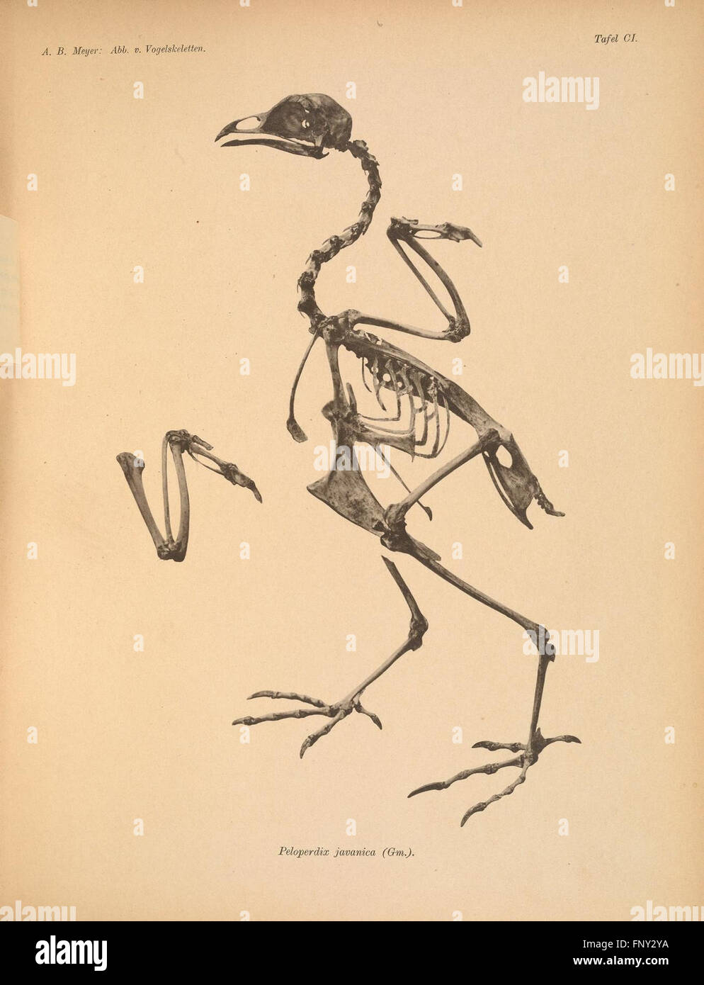A detailed illustration of bird skeletons from a scientific publication ...