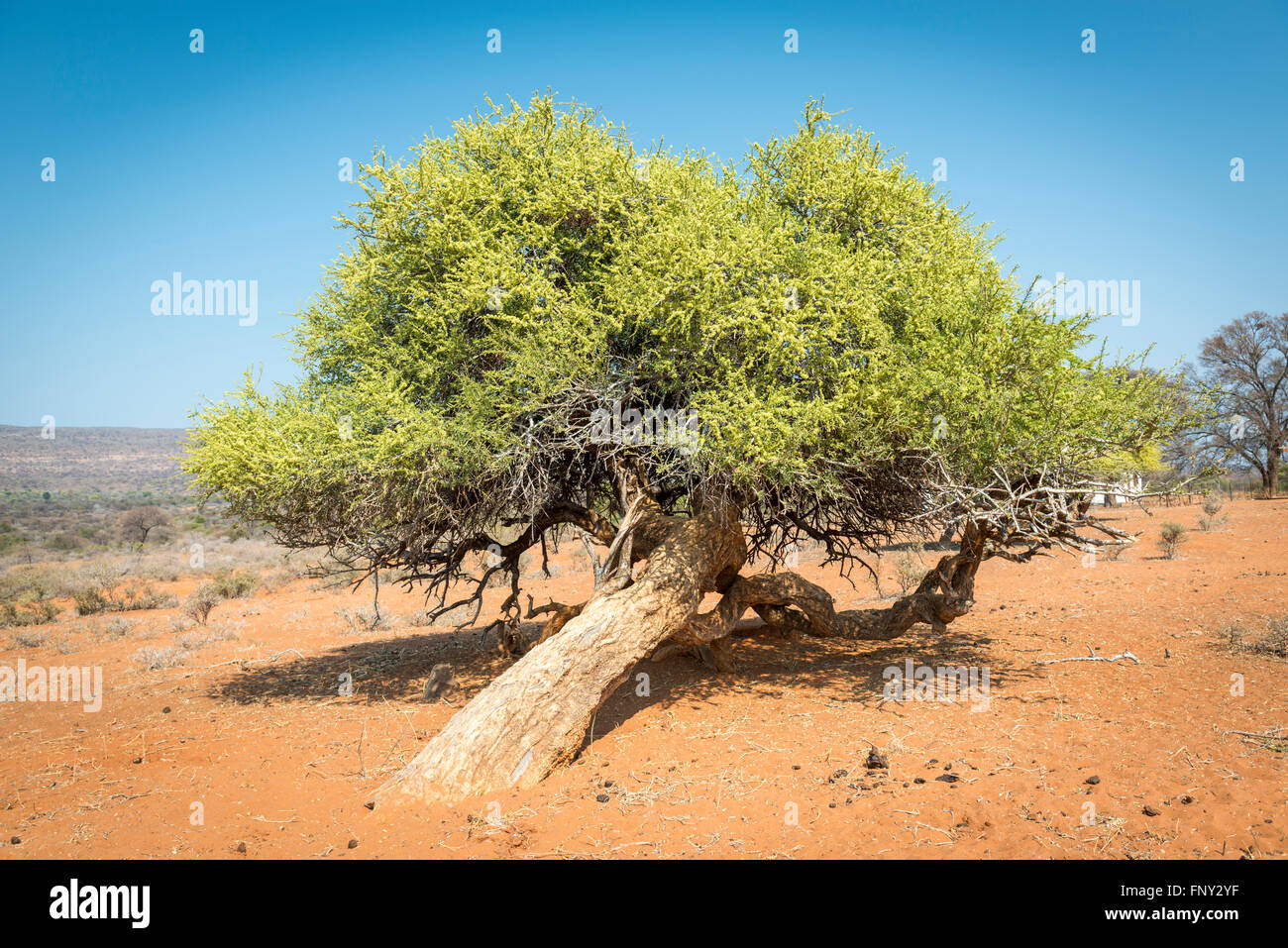 Classic tree in Botswana, Africa in the rural areas Stock Photo - Alamy