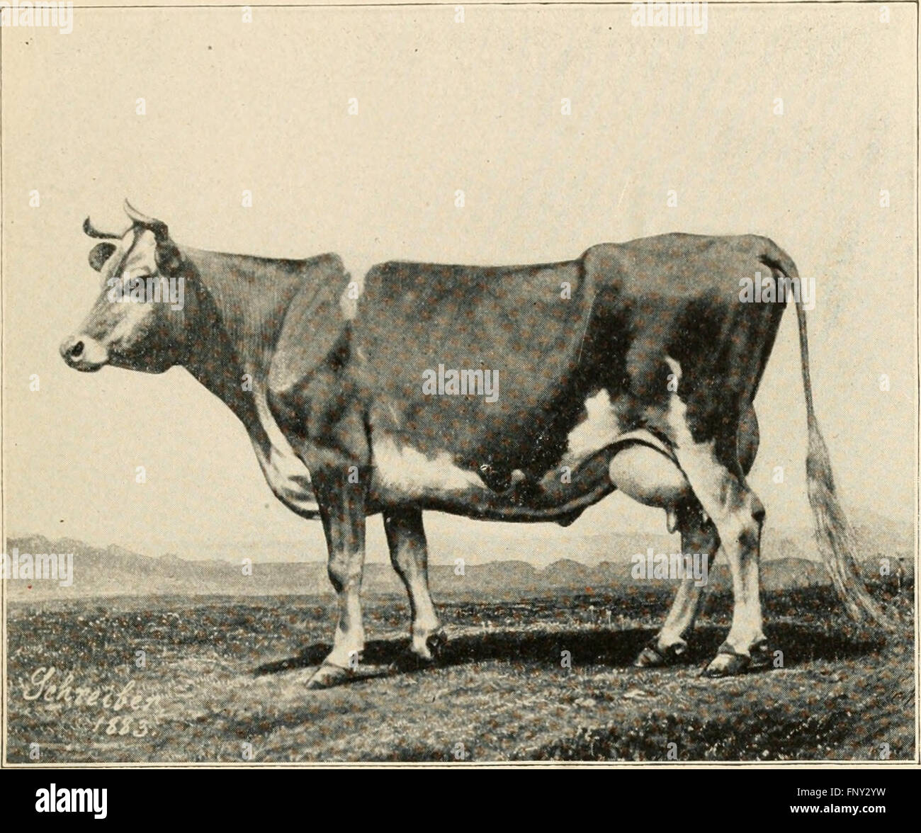 This 1905 book features a comprehensive guide to livestock breeding and ...