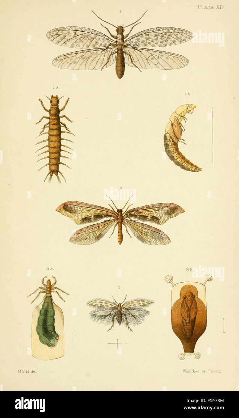 This plate from a New Zealand entomology manual offers detailed ...