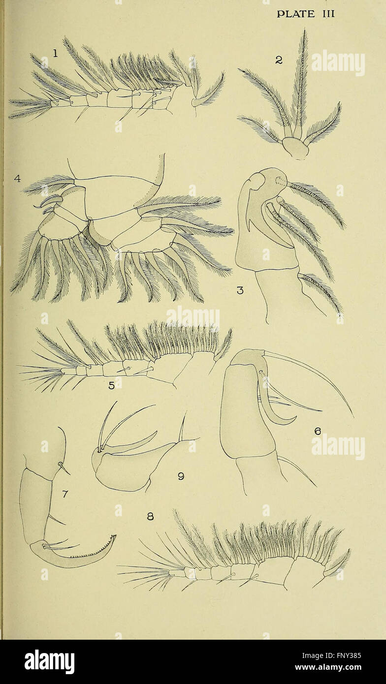 This scientific work explores the British parasitic Copepoda, detailing ...