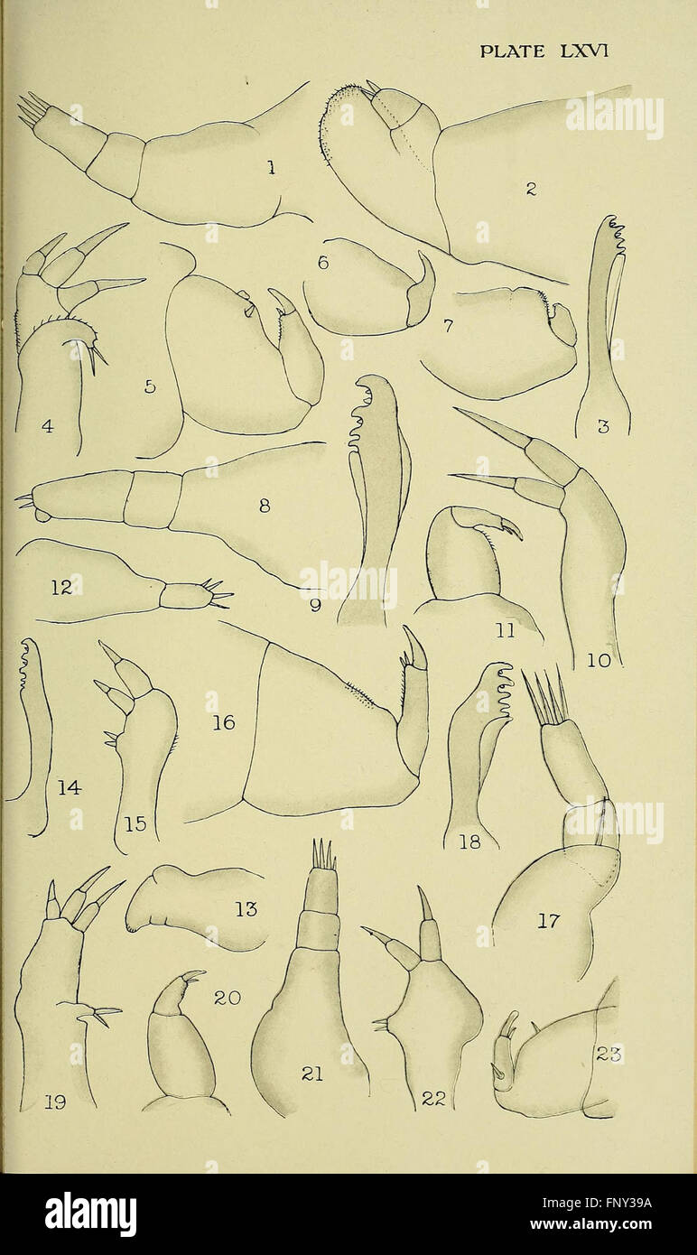 This scientific work focuses on British parasitic Copepoda, a group of ...