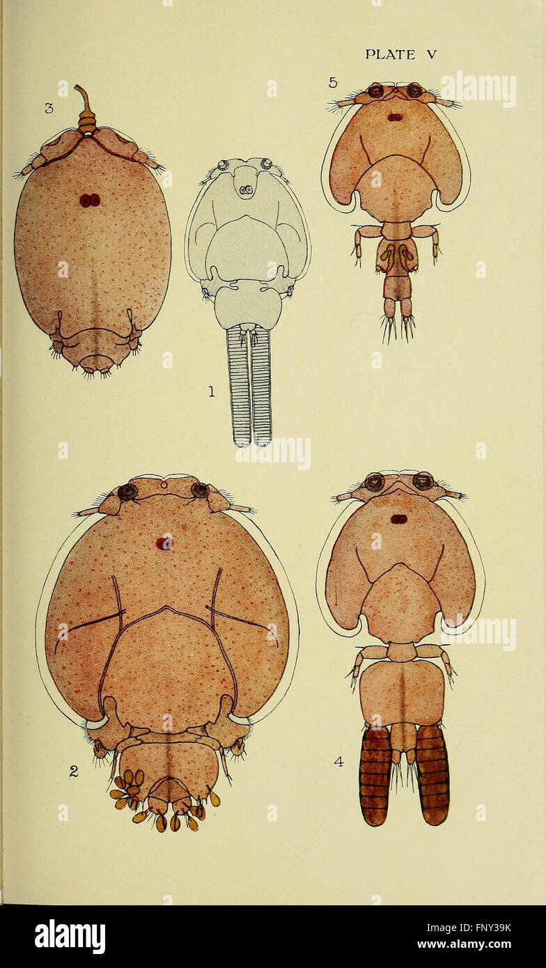 This work on British parasitic copepods (a group of small crustaceans ...