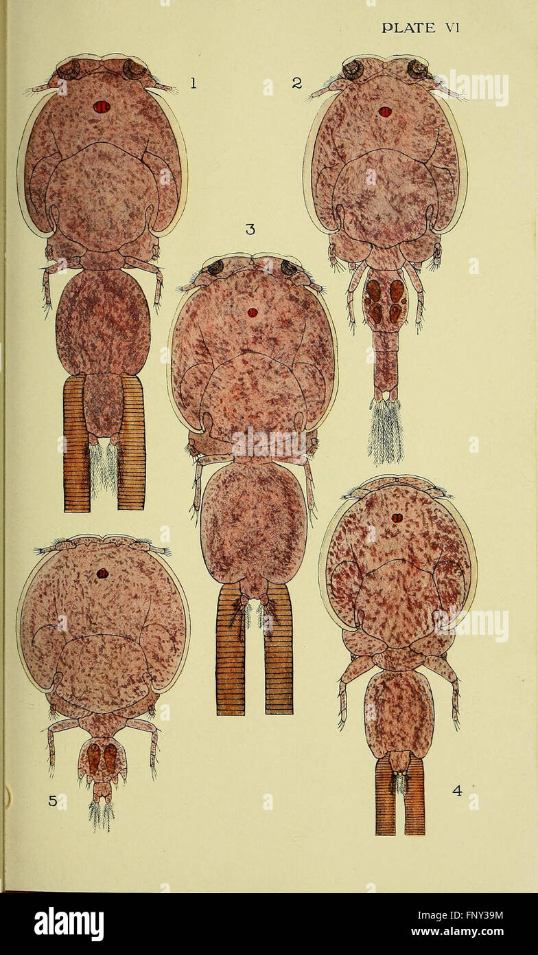 British parasitic copepoda hi-res stock photography and images - Alamy