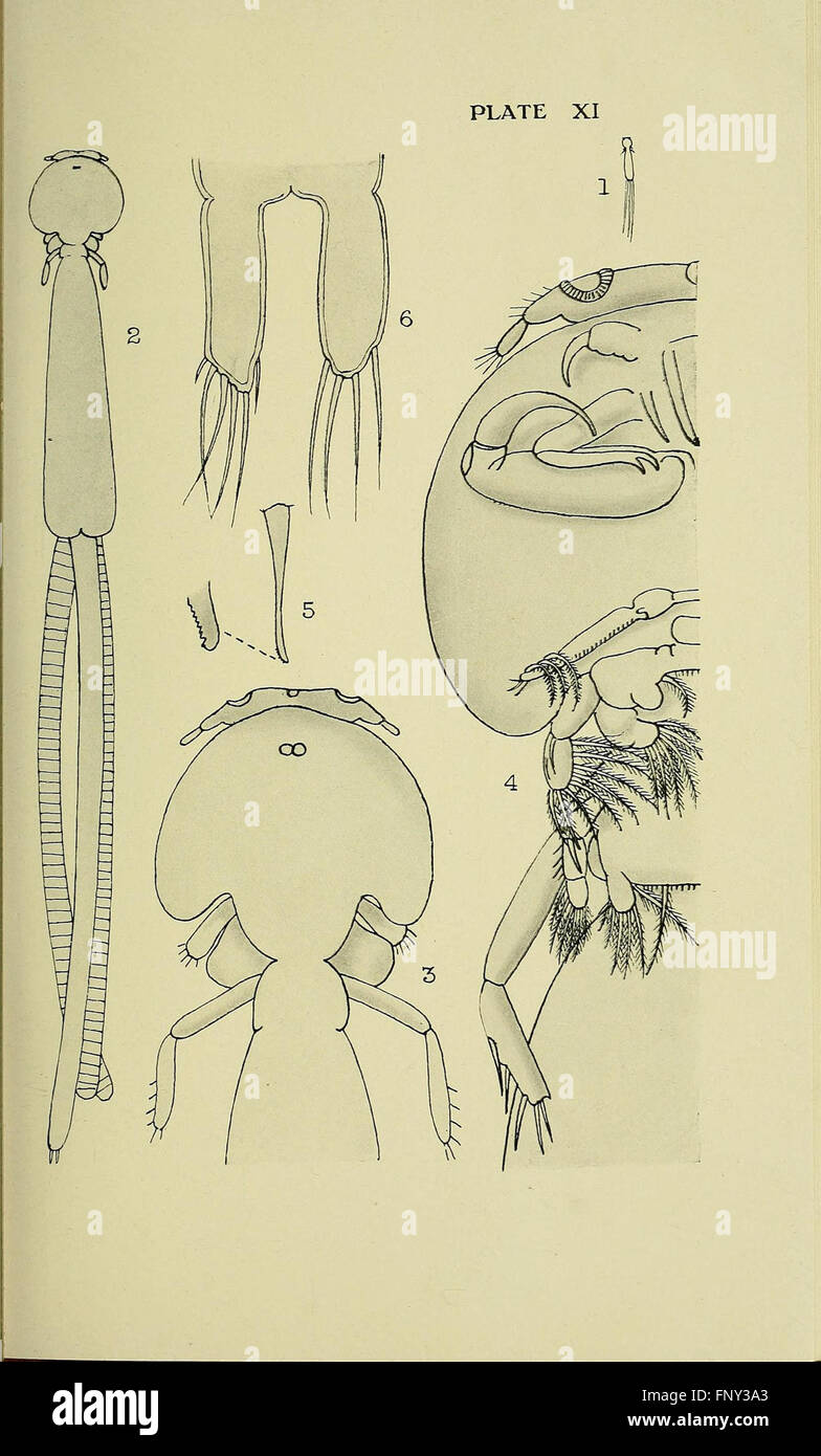 This plate illustrates British parasitic Copepoda, focusing on their ...