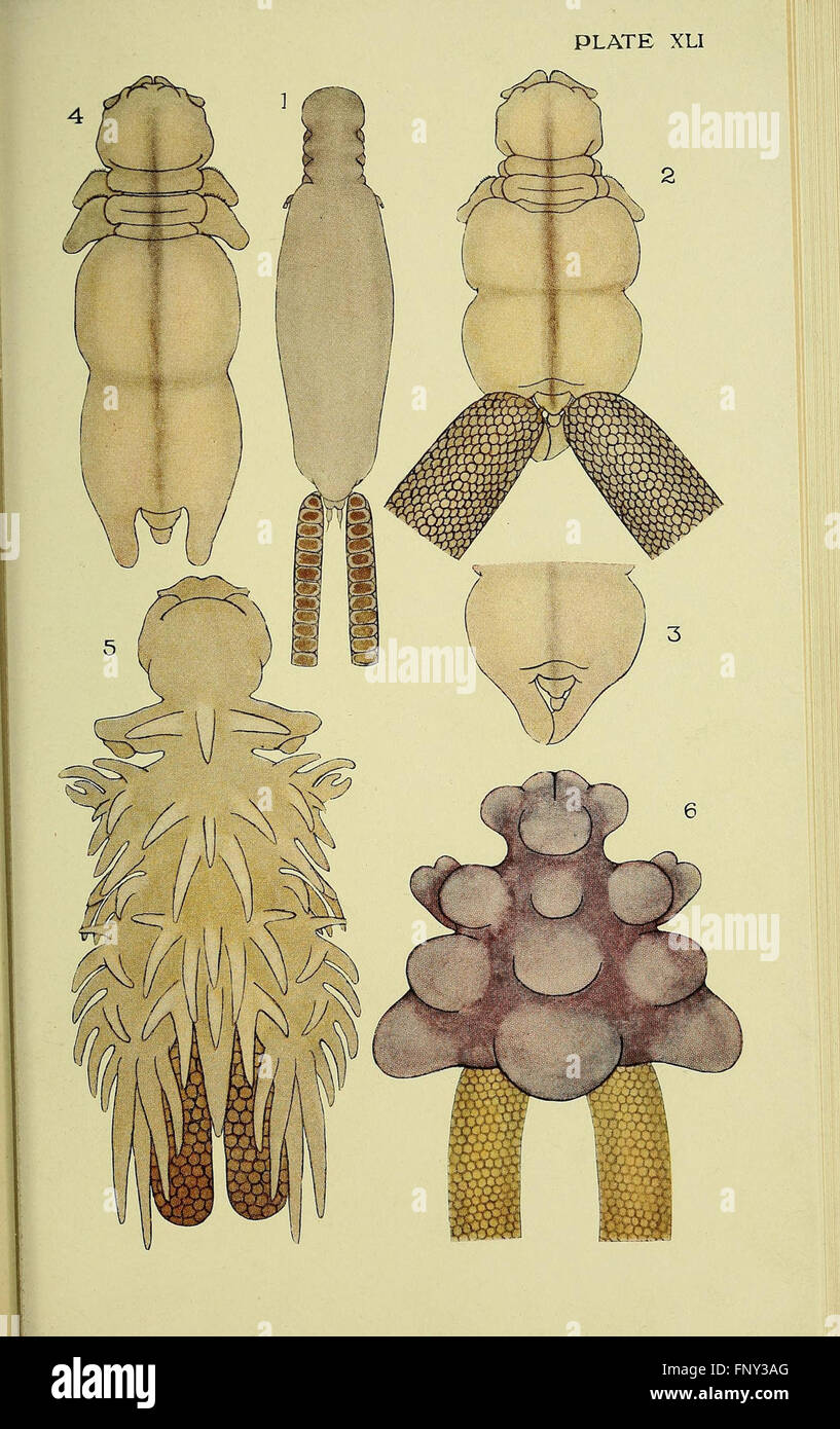This illustration provides a detailed representation of parasitic ...