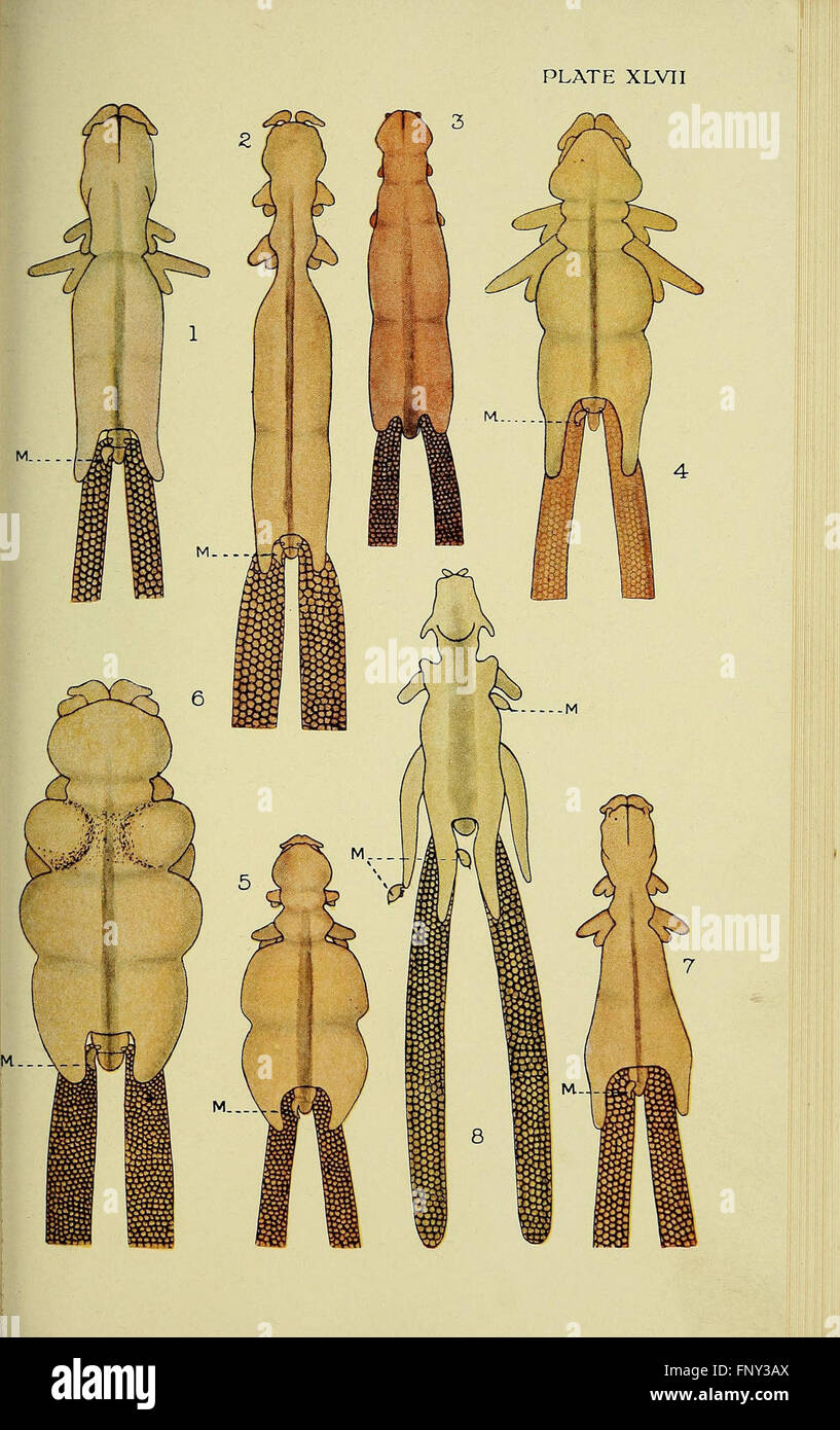 This plate from the study of British parasitic Copepoda illustrates ...