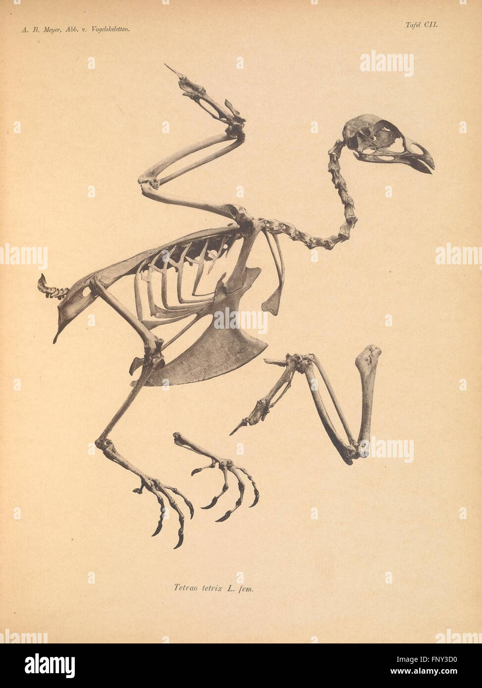 This plate features detailed illustrations of bird skeletons ...