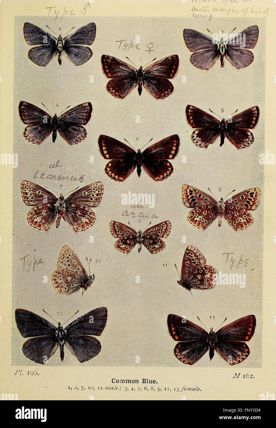 An illustrated plate showcasing butterfly species native to the British ...