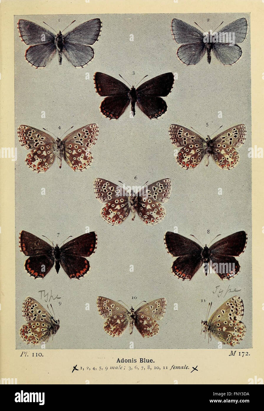 Plate 110 of 'The Butterflies of the British Isles' features detailed ...