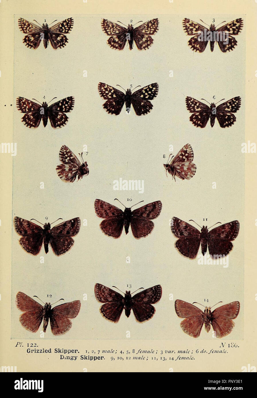 This plate from 'The Butterflies of the British Isles' showcases ...
