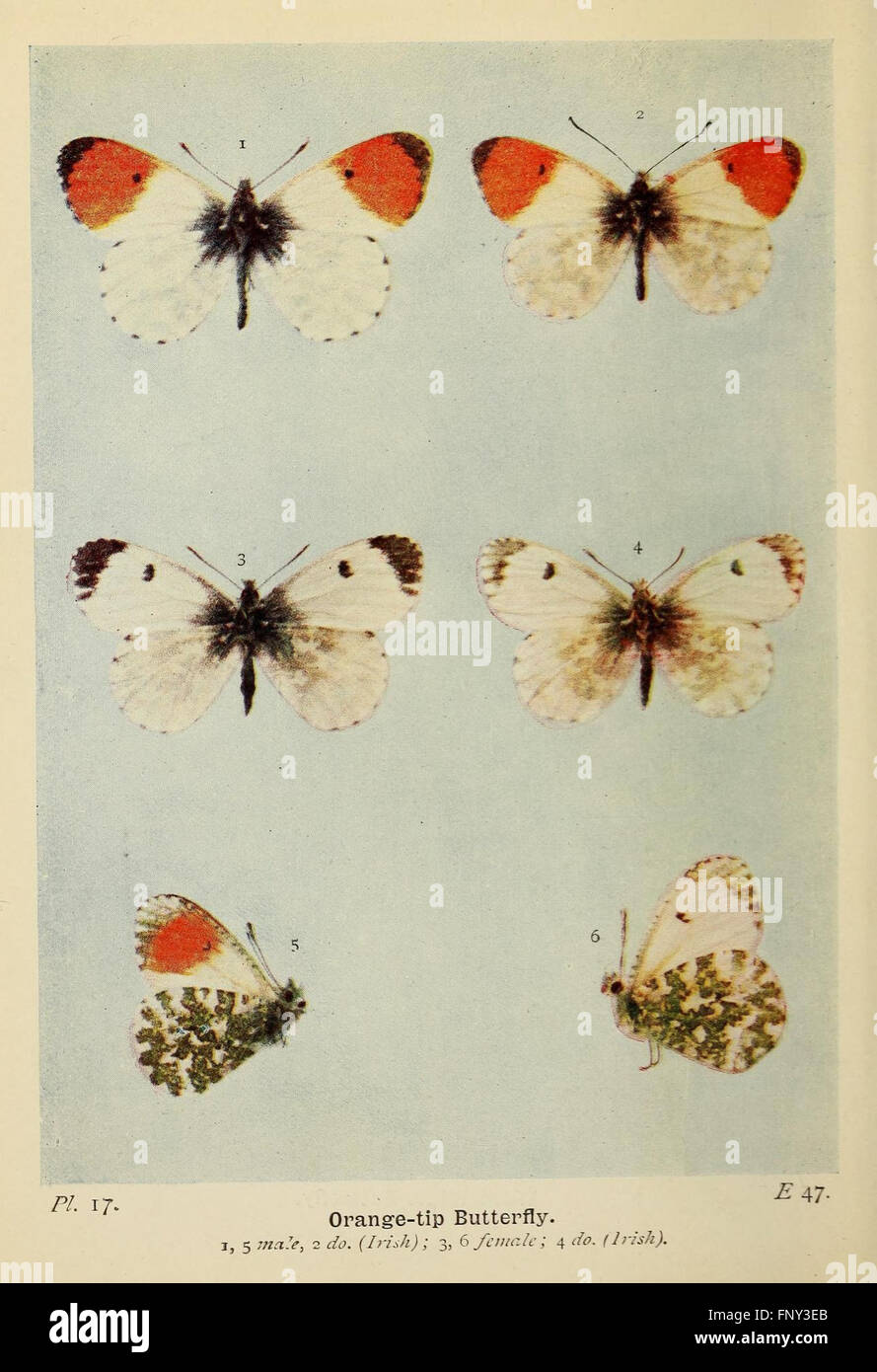 This plate from 'The Butterflies of the British Isles' depicts various ...